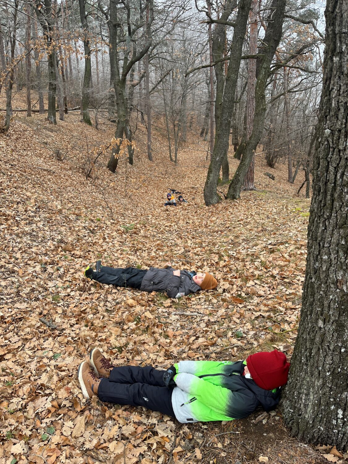 Jahreszeitenprojekt Wald | Die Volksschule Forchtenstein stellt sich vor